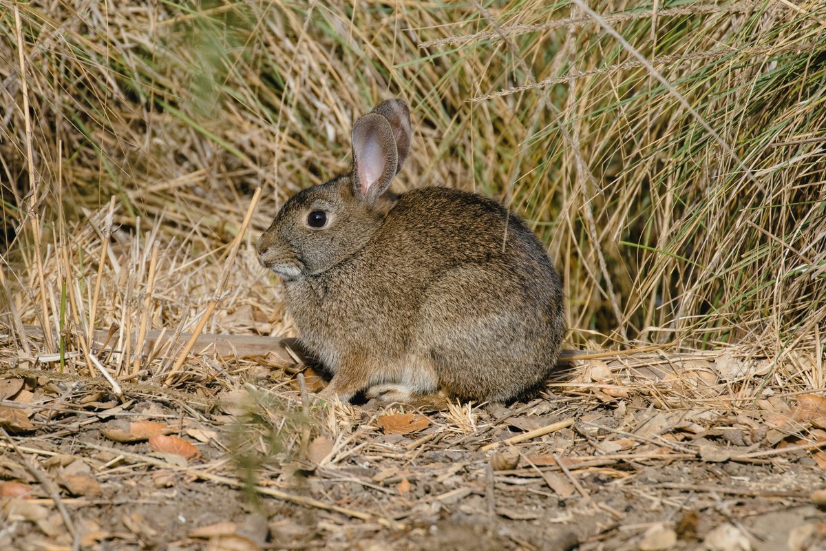 Rabbit Control for Australian Farmers | Feral Up